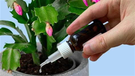 Зацвел Сразу 1 капля под любой домашний цветок и пышное цветение вам обеспечено Youtube