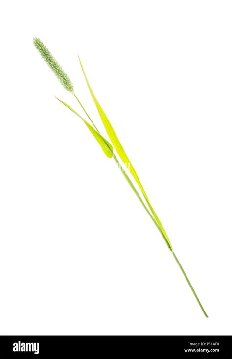Closeup Green Grass Stems Cut Out Stock Images And Pictures Alamy