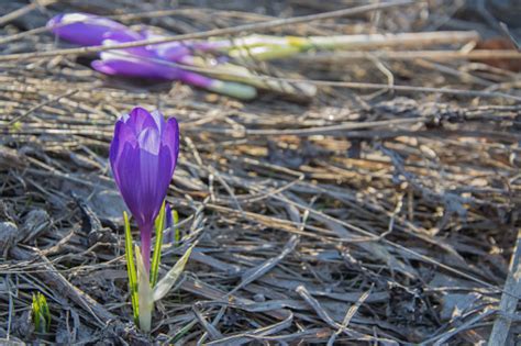 필드에 작은 아름다운 보라색 야생 꽃 산 겨울 세부 사항 첫 번째 봄 꽃 크로커스 사티우스 또는 사프란 식물 0명에 대한 스톡 사진 및 기타 이미지 Istock