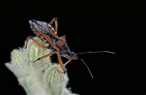 Rhynocoris Iracundus Thread Legged Bug Assassin Bug Posters And Prints