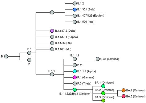 Phylogenetic Relationship Of Named Sars Cov 2 Variants Variants Of Download Scientific Diagram