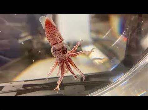 Strawberry Squid Aka Cockeyed Squid Histioteuthis Heteropsis Youtube