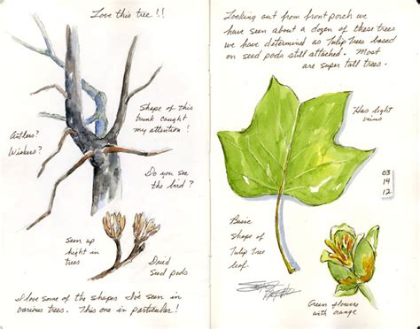 Sbwatercolors And Sketching Tulip Tree Discovery