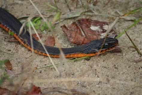 19 Species Of Water Snakes In North America Wildlife Informer