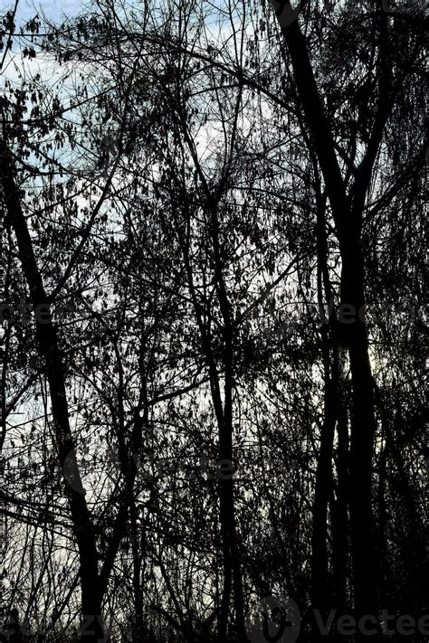 Background With Trees Stock Photo At Vecteezy