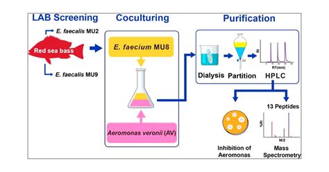 Cocultures Of Enterococcus Faecium And Aeromonas Veronii Induce The Secretion Of Bacteriocin