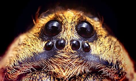Lycosidae Wikipedia