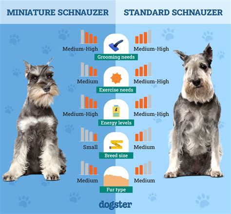Giant Schnauzer Size Compared To Labrador