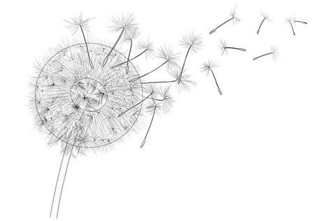 How To Draw A Dandelion