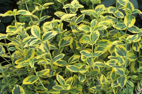 Types Of Tall Shrubs