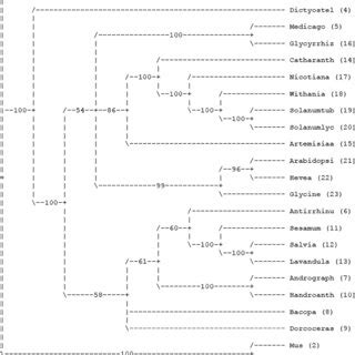Phylogenetic Tree Constructed By Bayesian Method Bootstrap Values Are Download Scientific