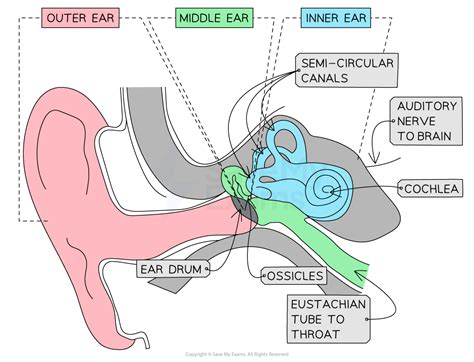 Structure Of The Ear Aqa A Level Physics Revision Notes