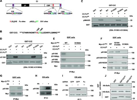 Fu Phosphorylates The C Terminal Sufu Binding Domain Of Ci A Download Scientific Diagram