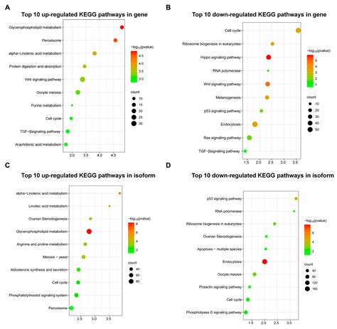 Single Molecule Real Time Sequencing For Identifying Sexual Dimorphism Related Transcriptomes