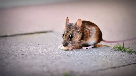 쥐 꿈 해몽 8가지 작은 죽은 큰 흰 검은 까만 새끼 쥐를 잡는 죽이는 쥐가 나오는