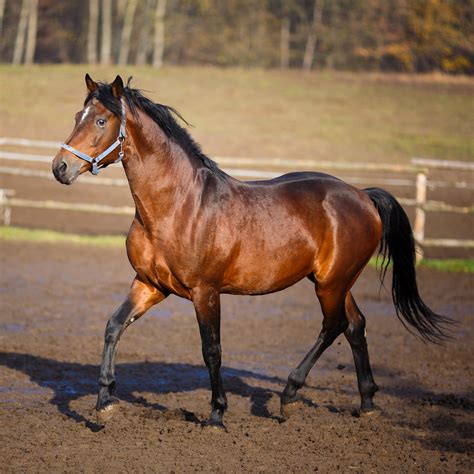 Bay Horse With Chrome At Erik Nowak Blog