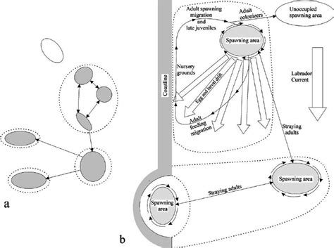 A Mixed Metapopulation Structure Redrawn From Harrison And Taylor