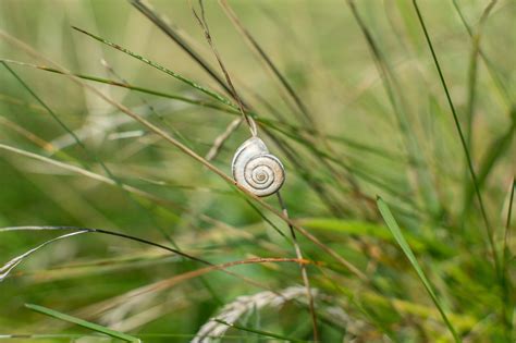 2000 Free Snail Shell And Snail Images Pixabay