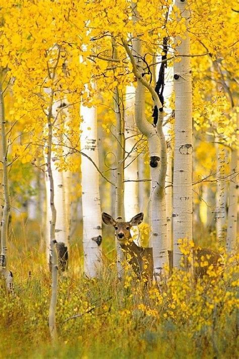 ஜ۩۞۩ஜ ஜ۩۞۩ஜ ஜ۩۞۩ஜ А в моём доме сентябрь Интересный контент в группе Это всё о ней ஜ۩۞۩ஜ