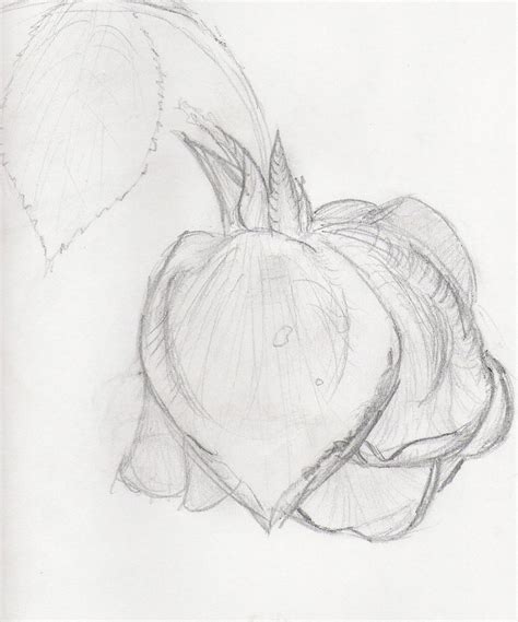 Dying Rose Sketch By Vanityriot On Deviantart