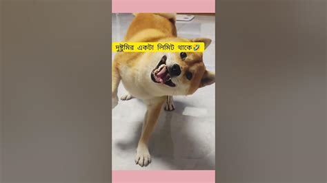 দুষ্টুমির একটা লিমিট থাকে 🤣 Youtube