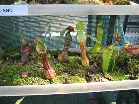 Karnivoren in Kultur