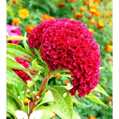 Hybrid Cockscomb Flower Seeds For Plantation 100g At ₹ 40pack In