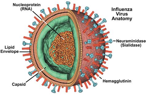 Labeled Virus Picture At Eileen Crofts Blog