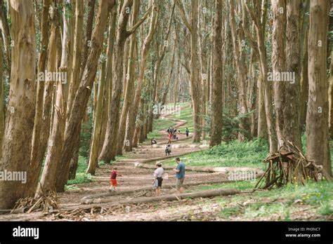 Trees And Roots In The Forest Tree Paths Stock Photo Alamy