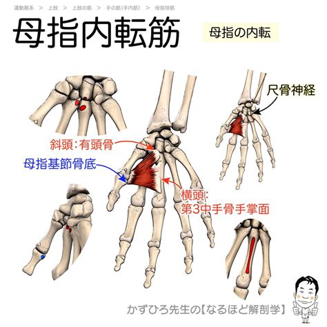 母指内転筋の起始停止支配神経adductor pollicis暗記用画像付き 徹底的解剖学かずひろ先生 解剖学