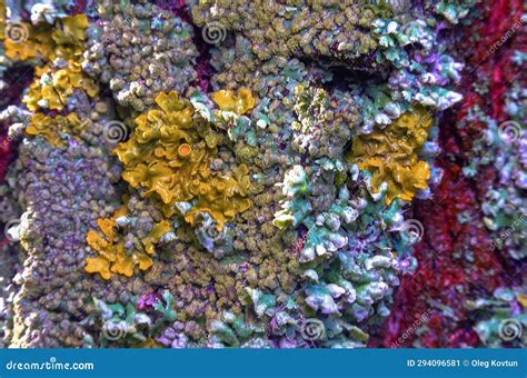 Lichens Overgrown Tree Trunk Symbiosis Of Fungus And Algae Indicator Species Stock Image