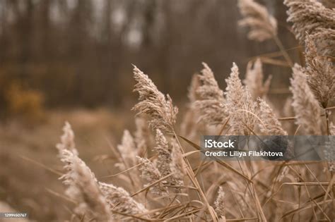 팜파스 잔디 풍경 자연 배경 필드에 밝은 햇빛에 말린 꽃 항해 샴페인을 설정합니다 선택적 초점 억새 풀에 대한 스톡 사진 및 기타 이미지 Istock