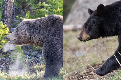How To Tell The Difference Between A Grizzly Bear And A Black Bear