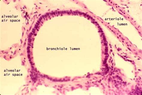 Histology At Siu