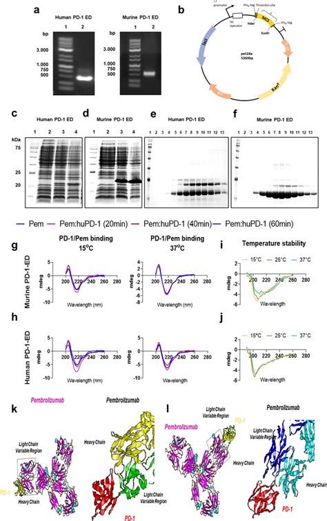 Biotechnological Production Of Human And Murine Pd 1 Ed Confirmation Download Scientific