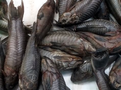 Armored Catfish Hassa