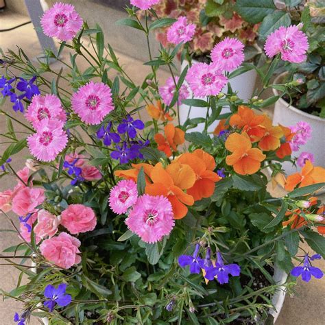 まき子 On Twitter 春に植えた寄せ植えもモリモリになってきました🌞 ヒョロヒョロだったミニバラも元気になってきた 鉢を置く台が見