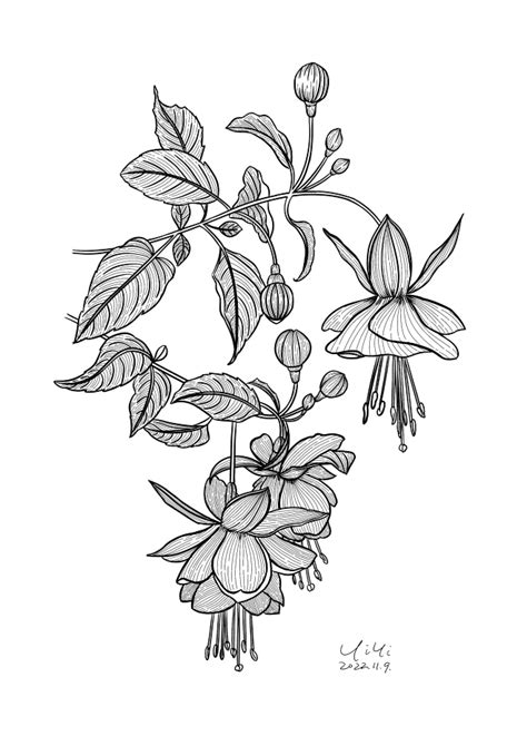 控笔训练 86 100。倒挂金钟 工具： Procreate 笔刷：工作室画笔 素材来自 小红书 Procreate 黑白线描 手绘插画 黑白装饰画 临摹 花瓣网