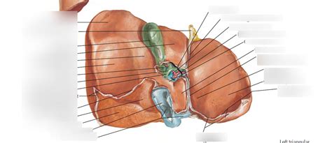 Visceral Surface Of The Liver Diagram Quizlet
