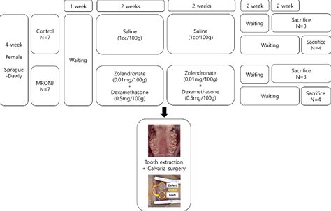Figure 1 From Rat Calvaria Model Mimicking The Intraoral Lesion Of Medication Related
