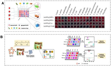 Recent Advances In Colorimetric Sensors Based On Gold Nanoparticles For Pathogen Detection Pmc