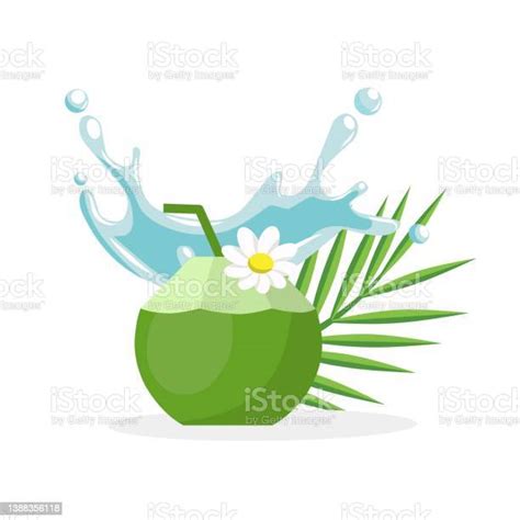 코코넛 워터 스플래시와 잎 벡터 일러스트와 신선한 코코넛 주스 0명에 대한 스톡 벡터 아트 및 기타 이미지 0명 갈색