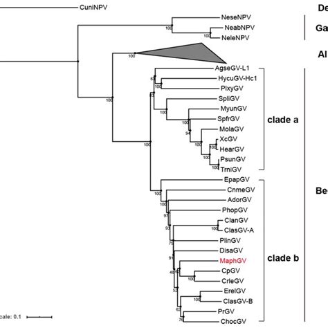 Phylogenetic Tree Inferred From Concatenated Predicted Amino Acid