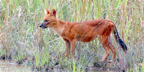 Le Dhole Description Lieu De Vie Alimentation Reproduction Des Dholes