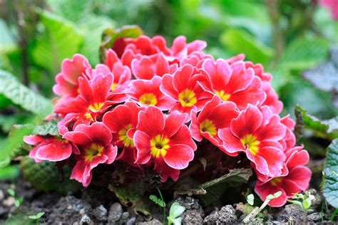 【ガーデニング】庭の差し色にオススメ「プリムラ・ジュリアン」育て方＆寄せ植えのコツ Limo くらしとお金の経済メディア