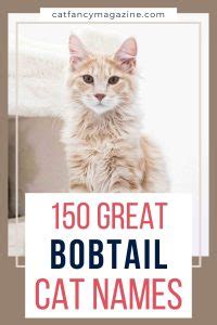 Best Bobtail Cat Names From Unique To Adorable Cat Fancy Magazine