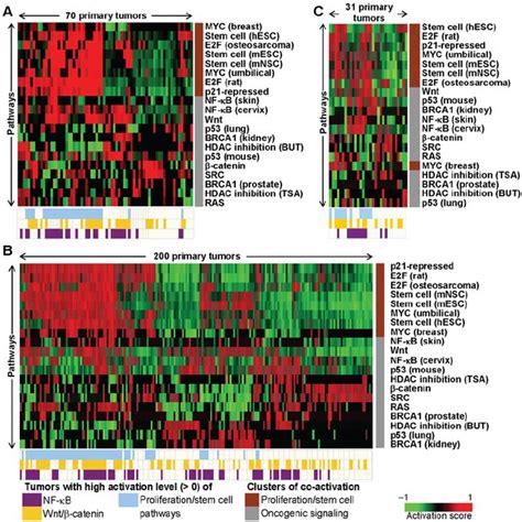 Patterns Of Pathway Activation In Primary Gastric Cancers Twenty Gene