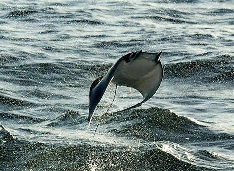 Mobula Ray Breaching Photograph By Christopher Swannscience Photo Library Fine Art America