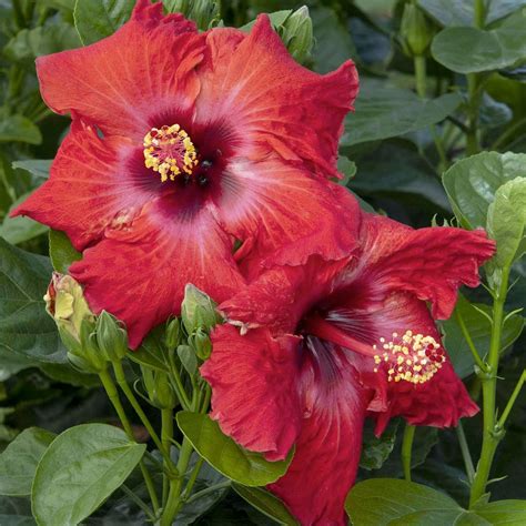 Rogers Gardens Hibiscus Rosa S Jazzy Jewel Ruby® Ppaf Jazzy Jewel