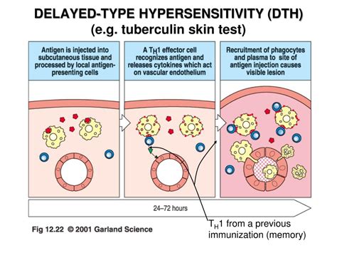 Ppt Hypersensitivity Reactions Powerpoint Presentation Free Download Id 5681371